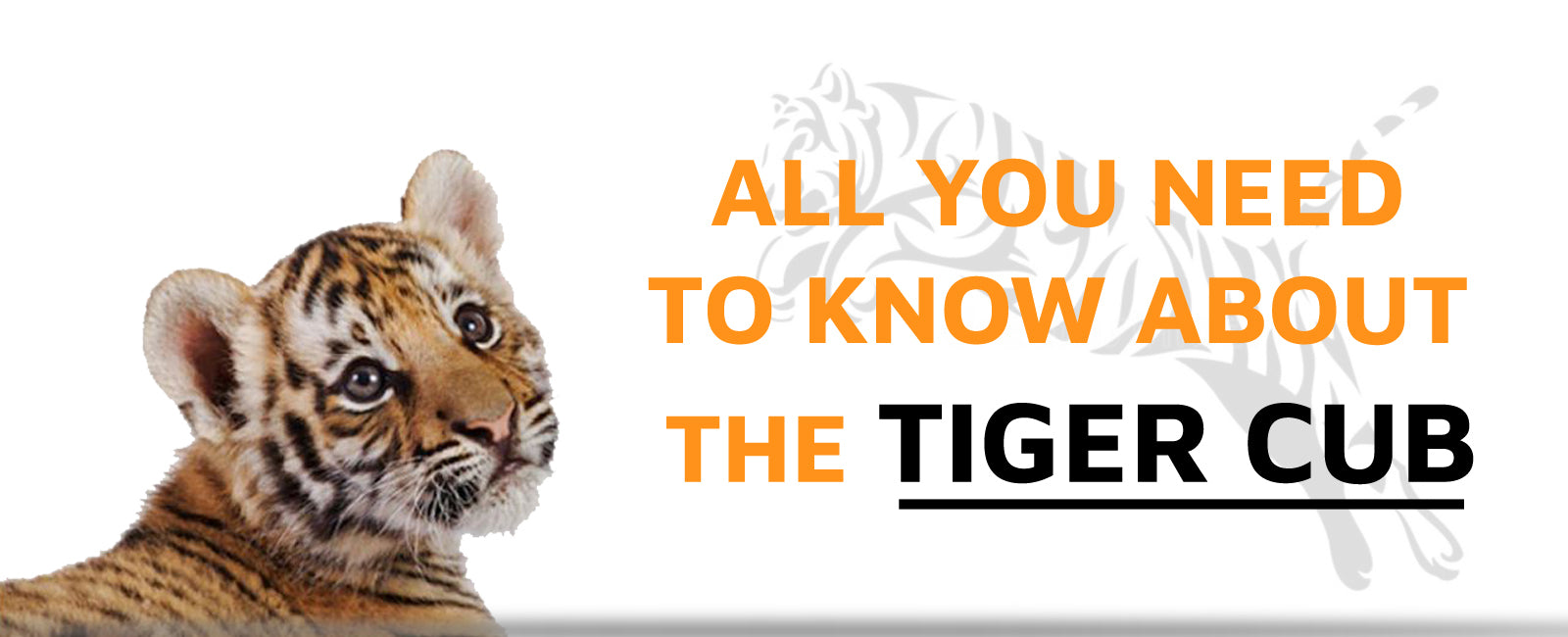 All you need to Know about the Tiger Cub | Tiger-Universe