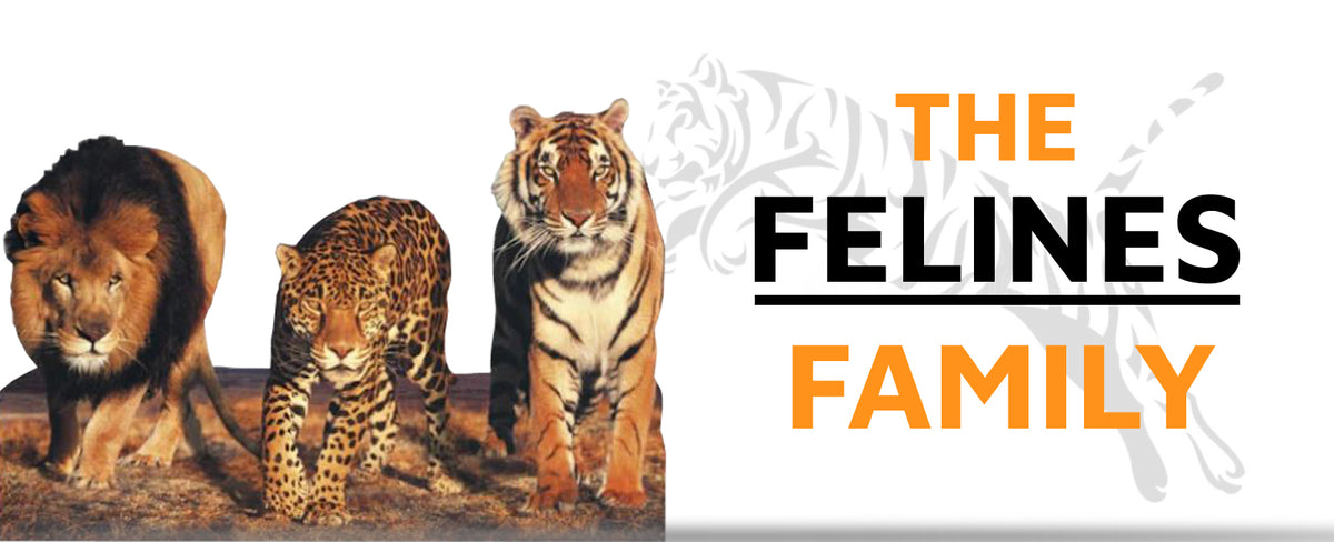 The Felines Family | Tiger-Universe