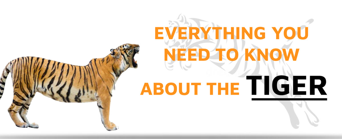 Everything you Need to Know About the Tiger | Tiger-Universe