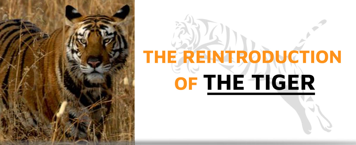 The Reintroduction of the Tiger | Tiger-Universe
