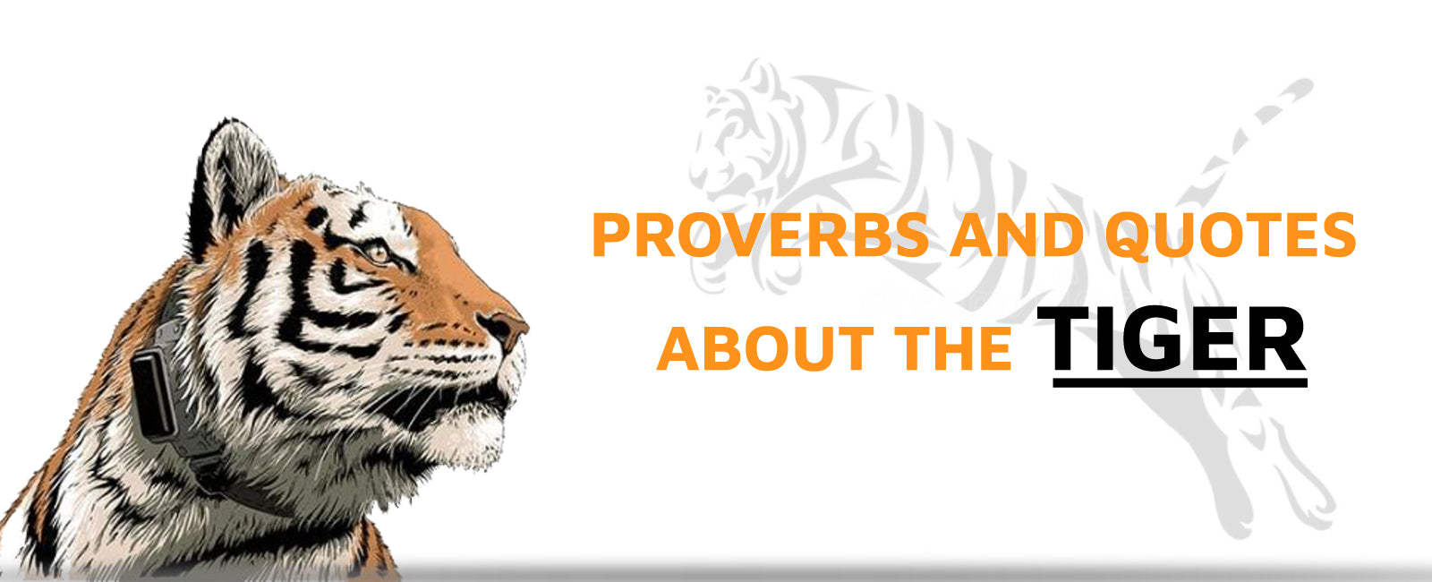 Proverbs and Quotes about the Tiger | Tiger-Universe