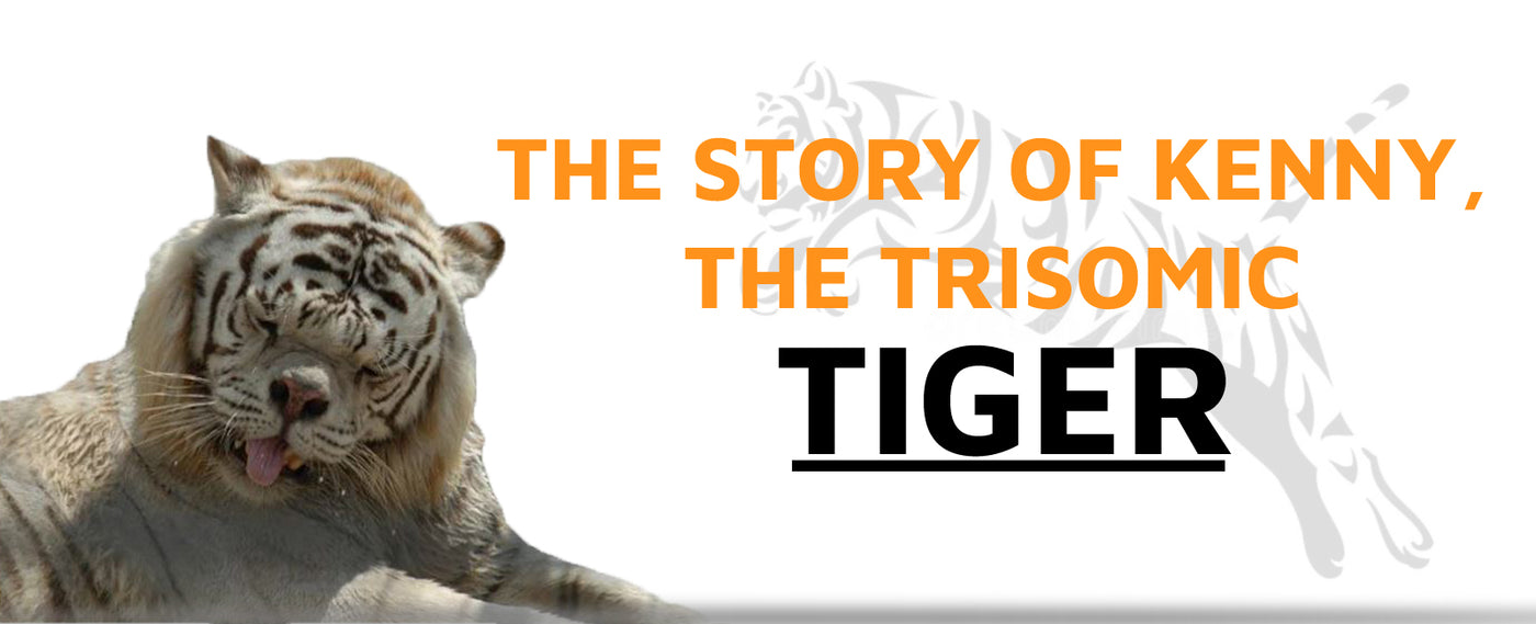 Can a Tiger Have Down Syndrome: The Story of Kenny | Tiger-Universe