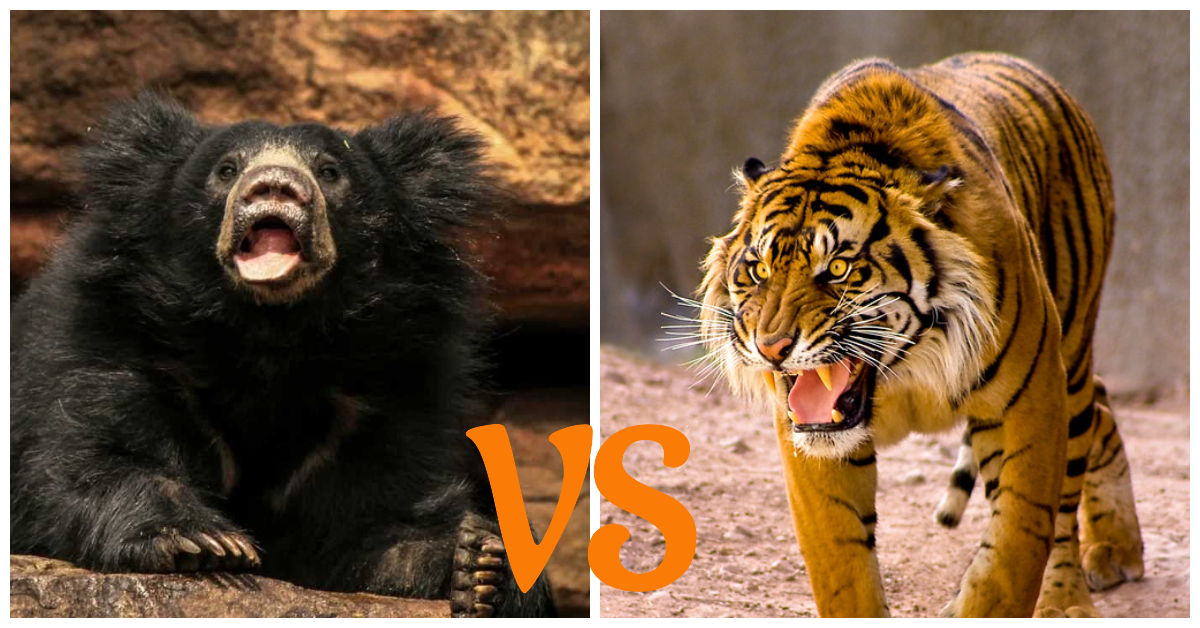 Can a tiger beat a grizzly bear ? Clash of the Titans ! - Tiger-Universe