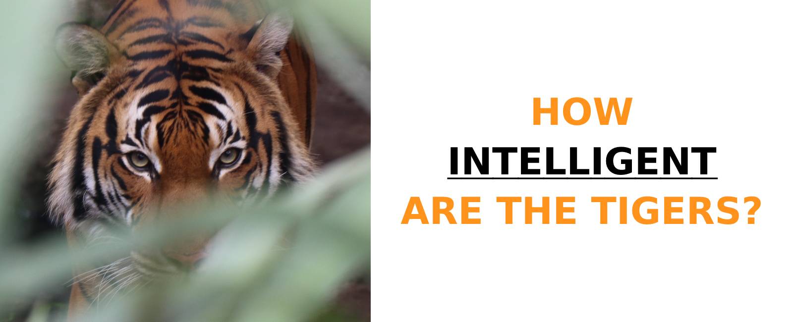 How intelligent are the tigers? | Tiger-Universe